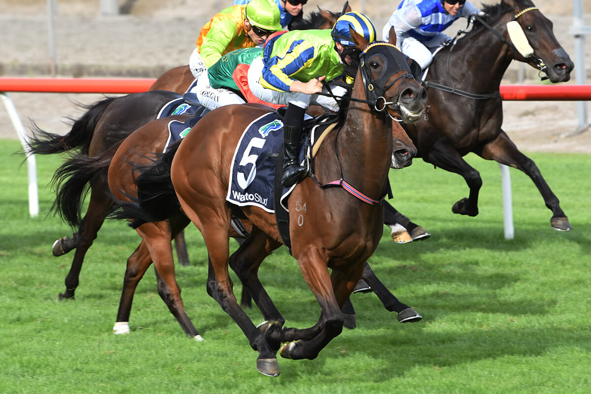 Smokeshow Scores Bold Win - Elsdon Park