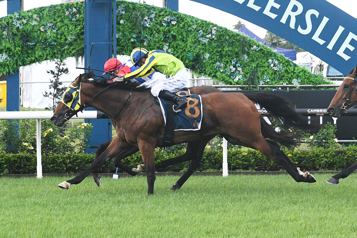 Yaldi comes out on top in blockbuster Auckland Guineas - Elsdon Park